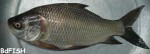 রুই জাতীয় মাছের মিশ্রচাষ: মজুদ ব্যবস্থাপনা – BdFISH Bangla