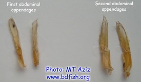 চিংড়ির উপাঙ্গ পরিচিতি (চিত্রসহ) | BdFISH Bangla