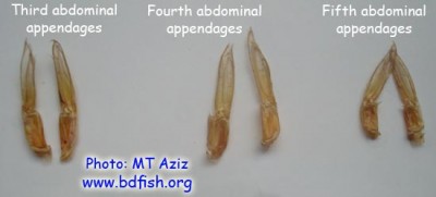 চিংড়ির উপাঙ্গ পরিচিতি (চিত্রসহ) | BdFISH Bangla