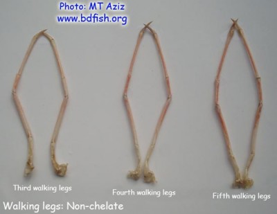 চিংড়ির উপাঙ্গ পরিচিতি (চিত্রসহ) | BdFISH Bangla