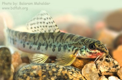 আলোকচিত্রে বাংলাদেশের ছোট মাছ | BdFISH Bangla