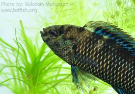 আলোকচিত্রে বাংলাদেশের ছোট মাছ | BdFISH Bangla