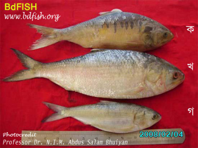 বাংলাদেশের জাতীয় মাছ ইলিশ ও এর নামকরণ – BdFISH Bangla