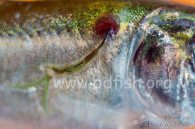 মৎস্য রোগ: লার্নিয়াসিস (Lernaesis) | BdFISH Bangla