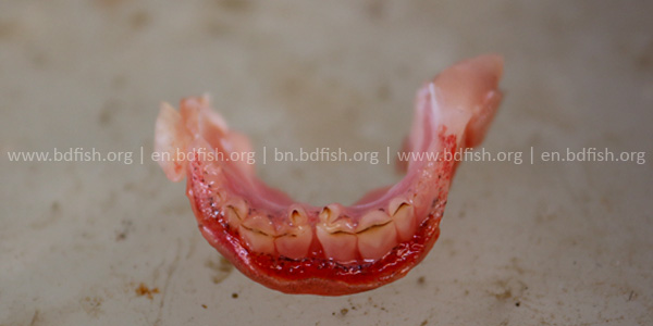 লাল পাকু ও লাল পিরানহা মাছের মধ্যে পার্থক্য – BdFISH Bangla