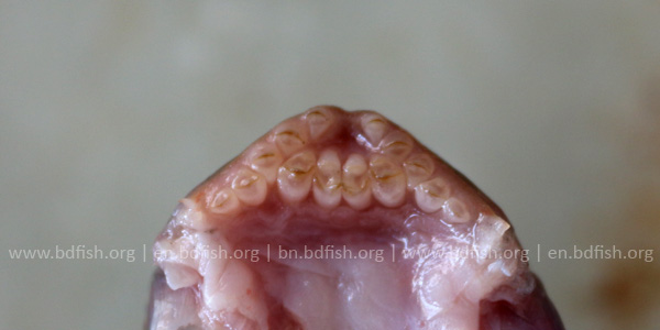 লাল পাকু, Red Pacu, Piaractus brachypomus – BdFISH Bangla