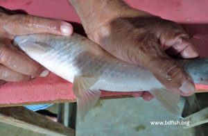 হ্যাচারি | BdFISH Bangla